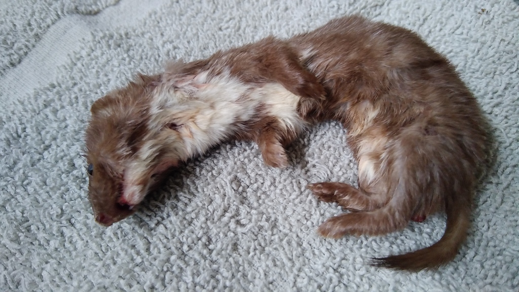 Allegheny Least Weasel from Madison County, KY, USA on February 24 ...