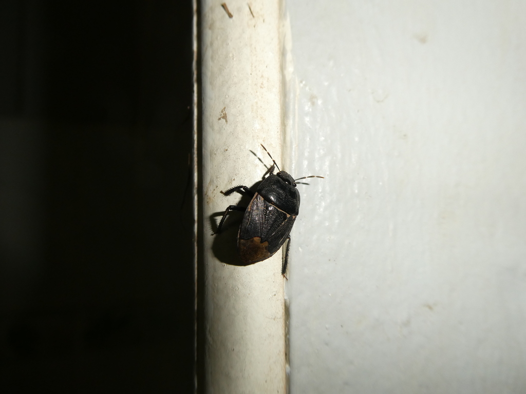 Burrowing Bugs from Khao Yai National Park, Hin Tung, Mueang Nakhon ...