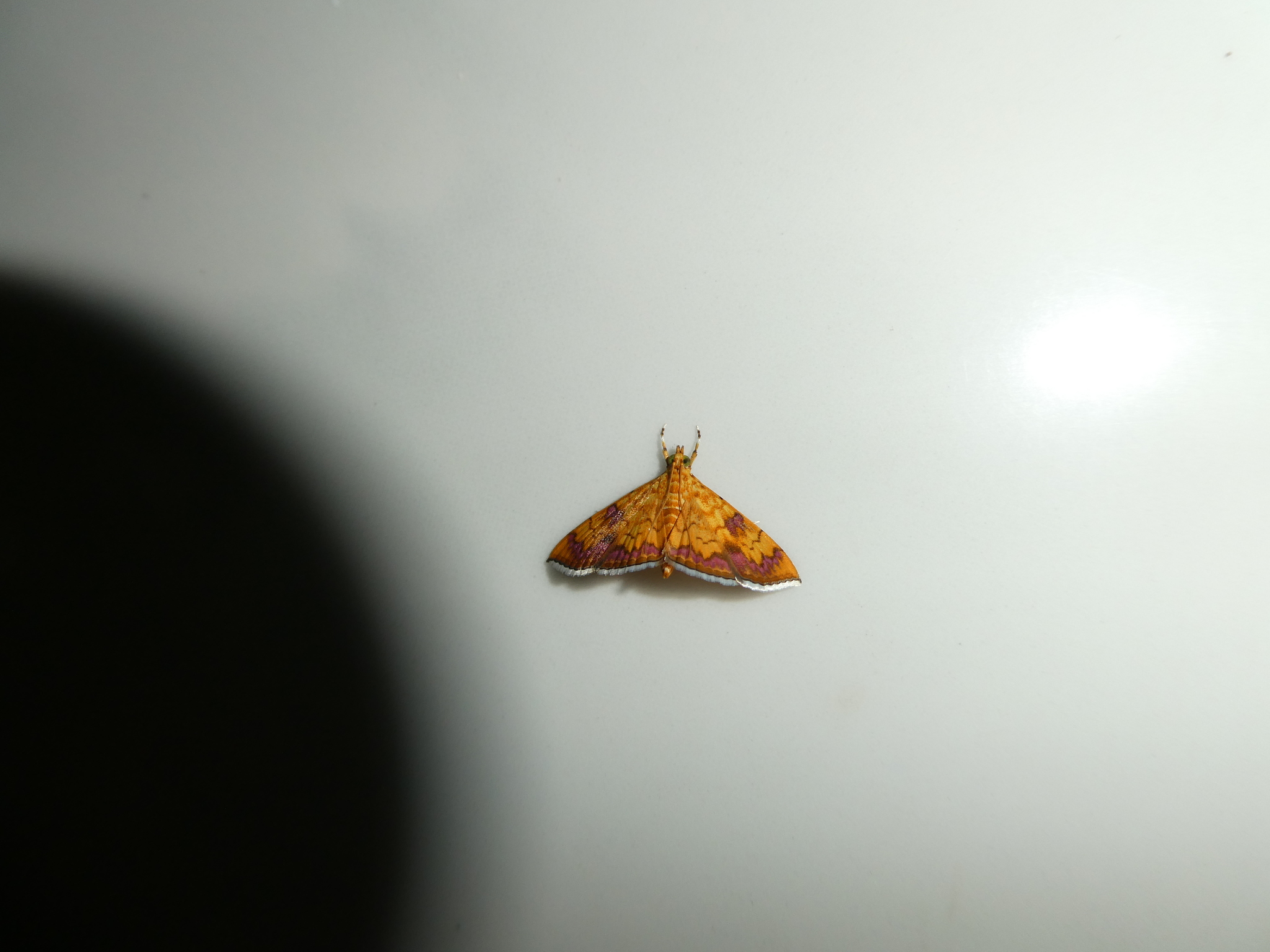 Isocentris filalis Guenée, 1854