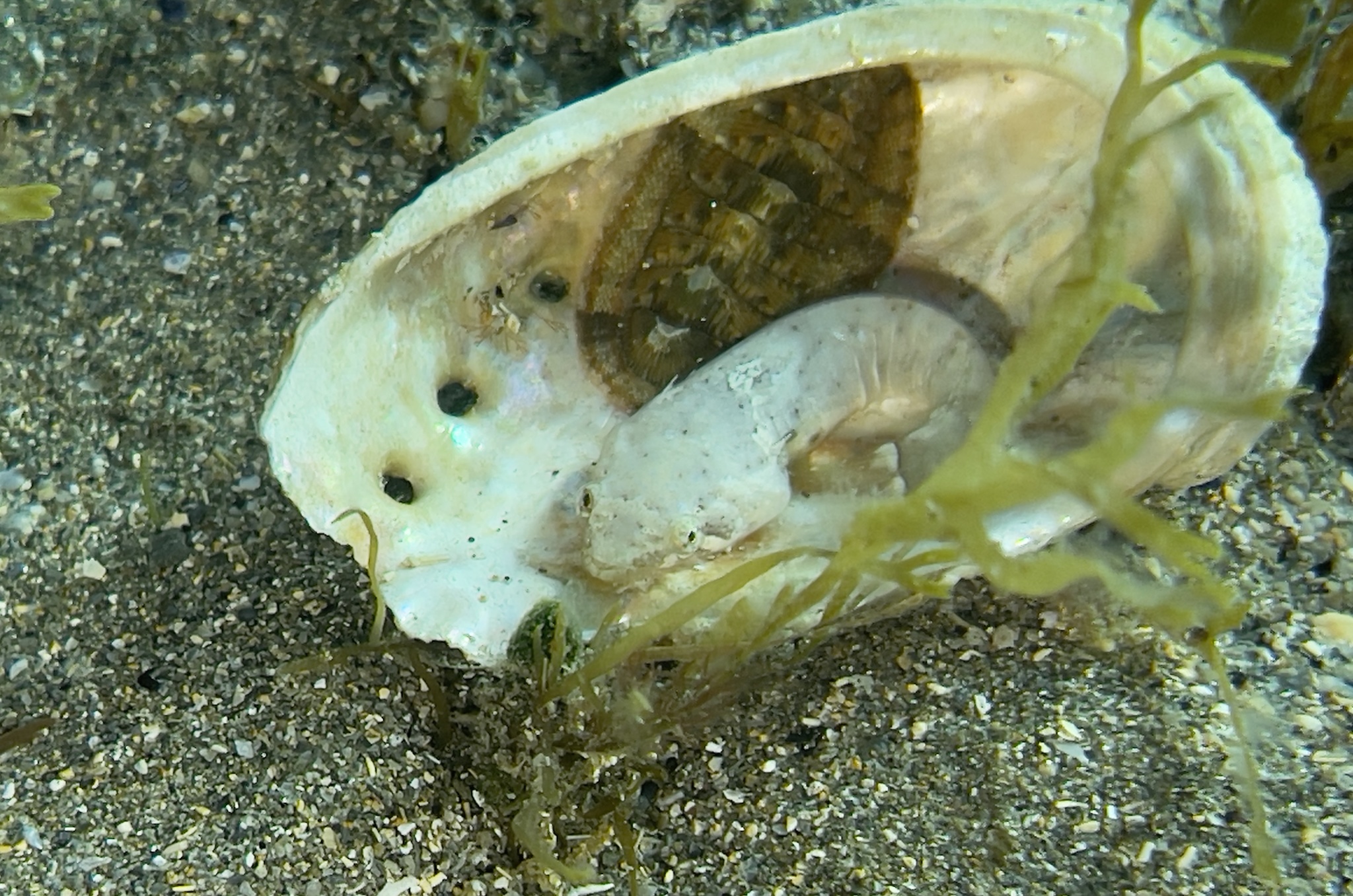 Diplecogaster Fraser-Brunner, 1938