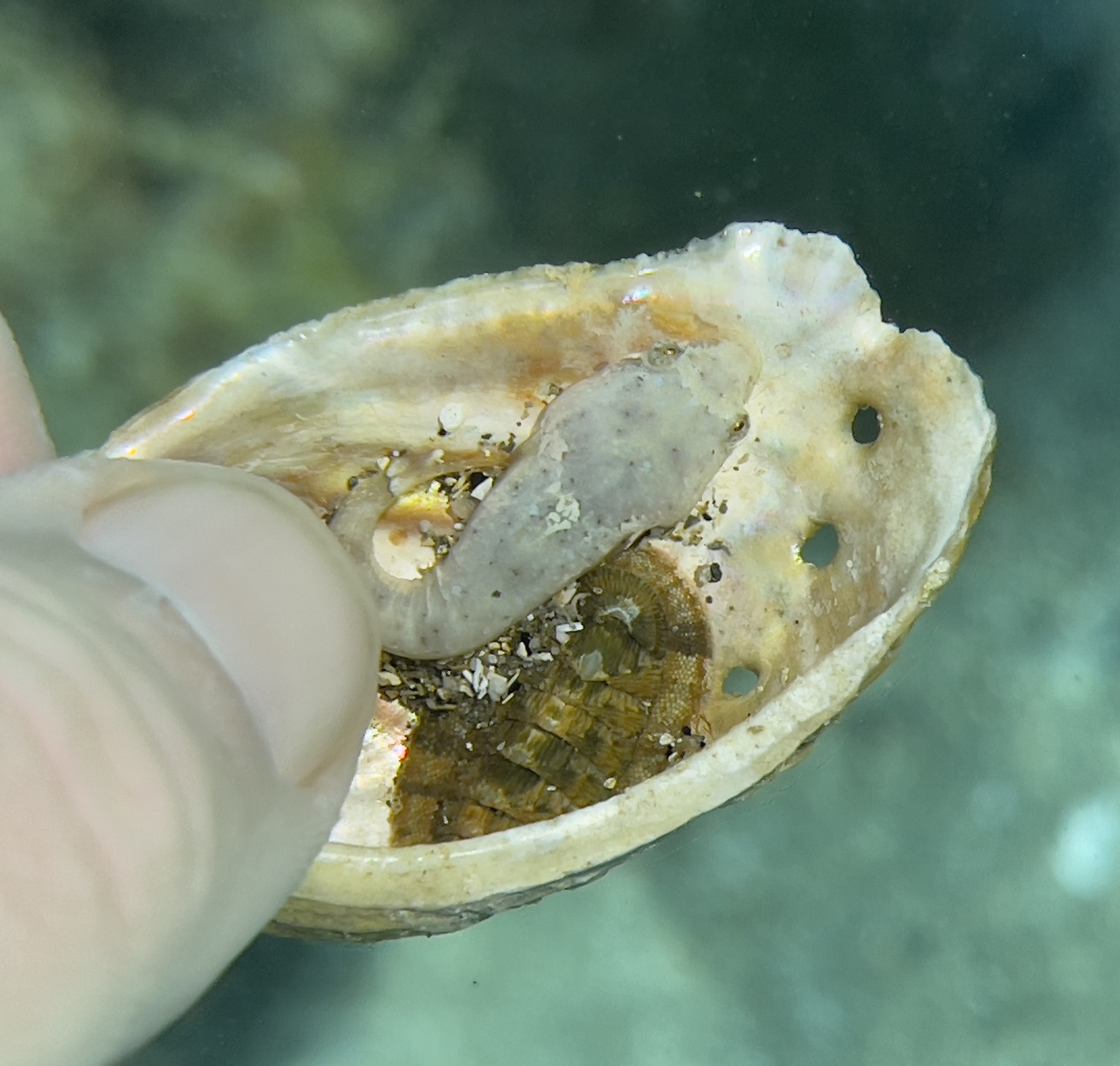 Diplecogaster Fraser-Brunner, 1938