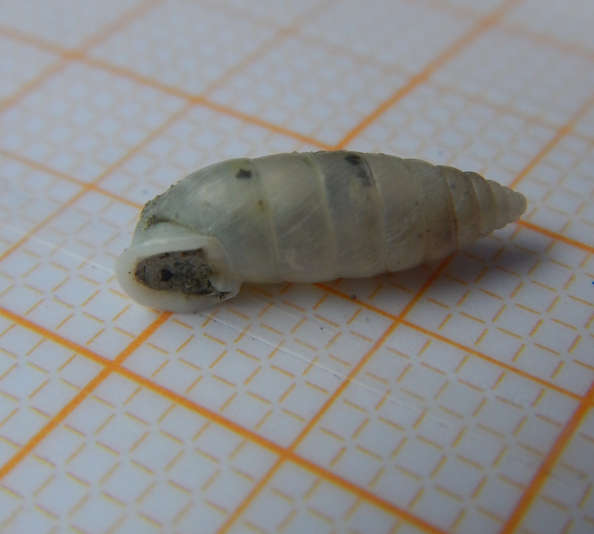 Granaria variabilis (Draparnaud, 1801)