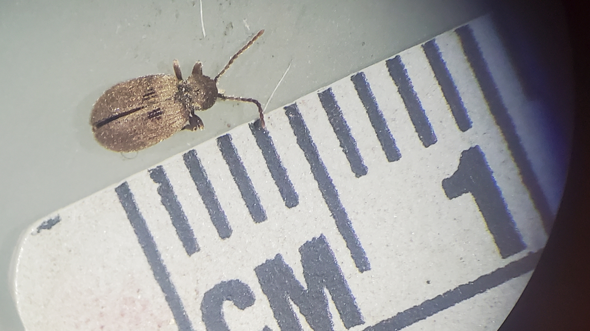 Ptinus tectus Boieldieu, 1856