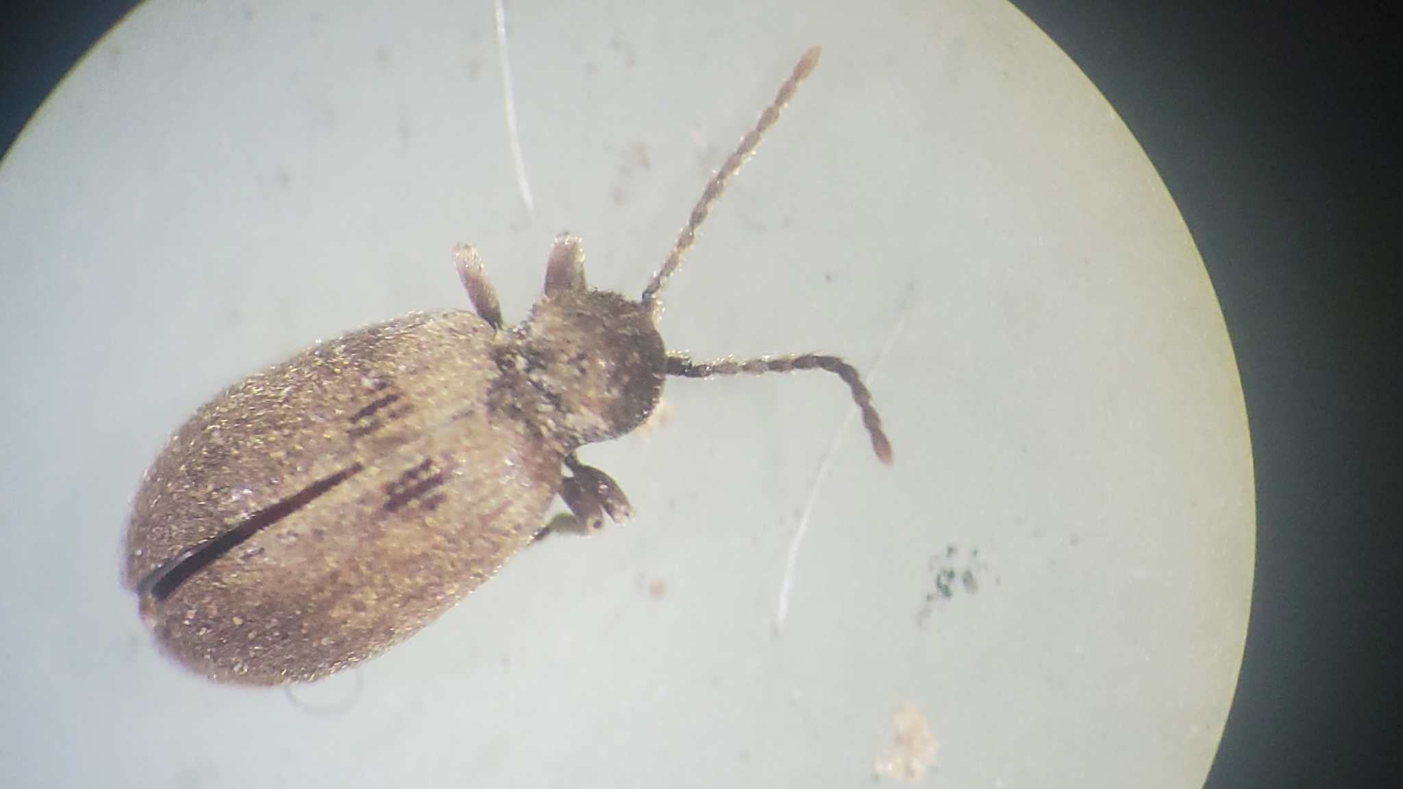 Ptinus tectus Boieldieu, 1856