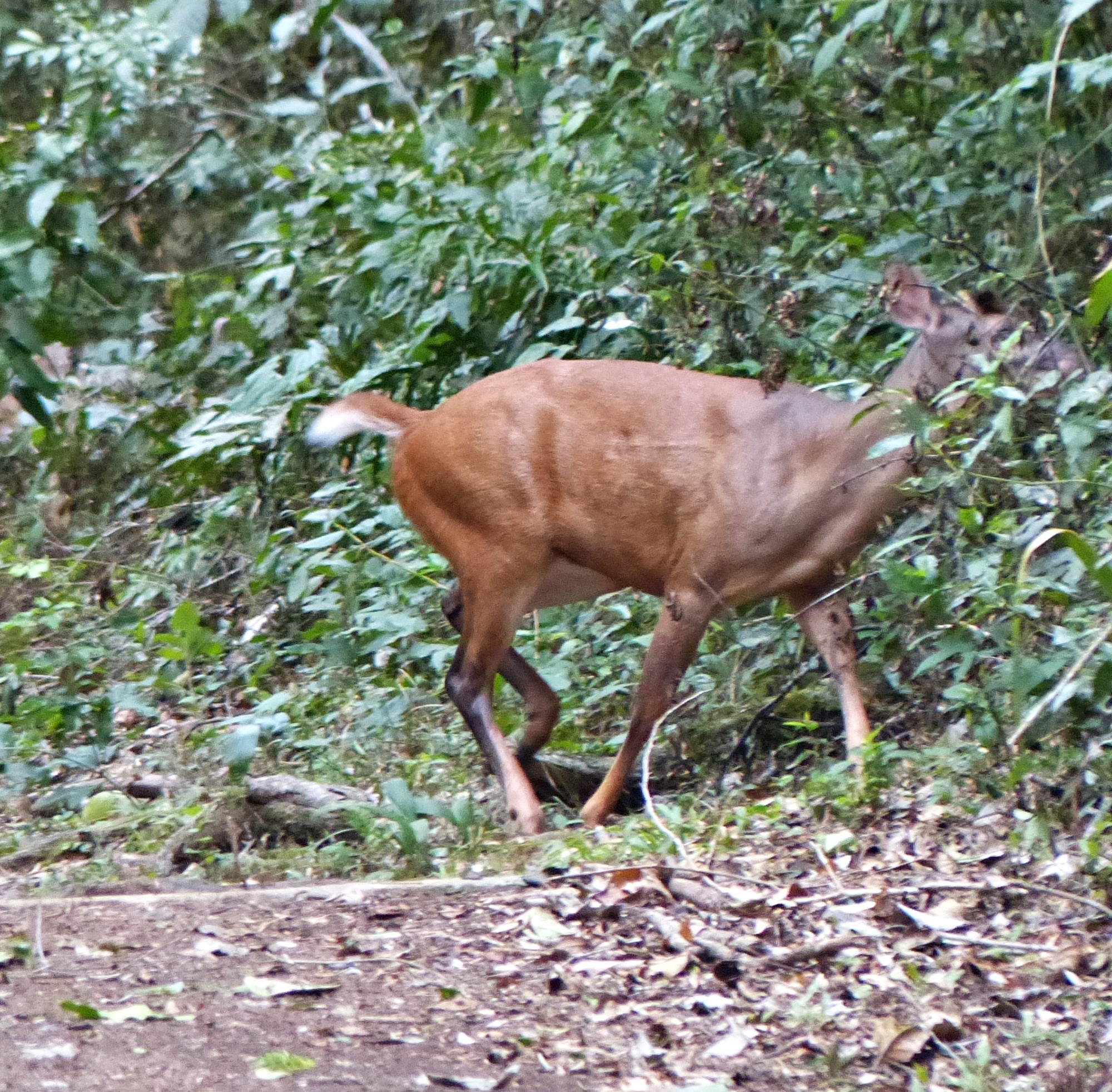 Mazama americana (Erxleben, 1777)
