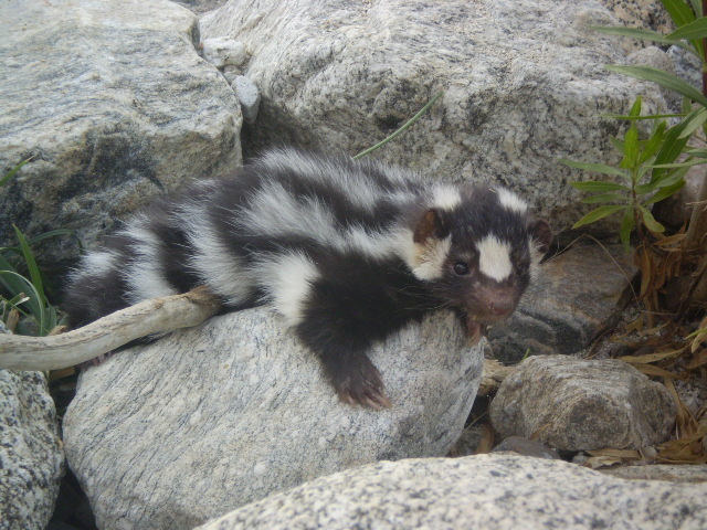 Western Spotted Skunk from San Dionisio, B.C.S., México on May 10, 2008 ...