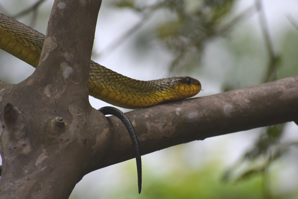 Amazon Puffing Snake from Barba Azul Nature Reserve on February 20 ...