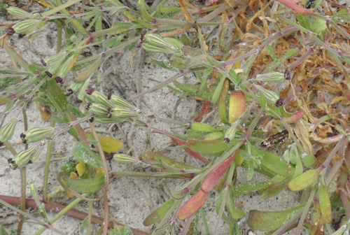 Silene dewinteri · iNaturalist