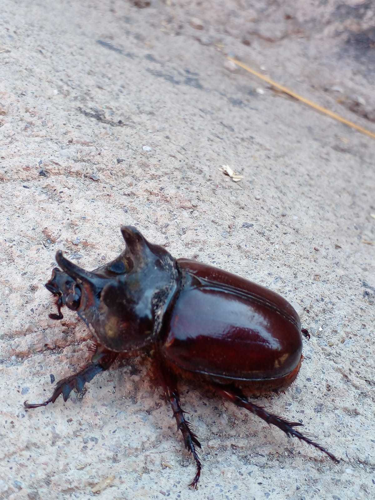 Strategus aloeus (Linnaeus, 1758)