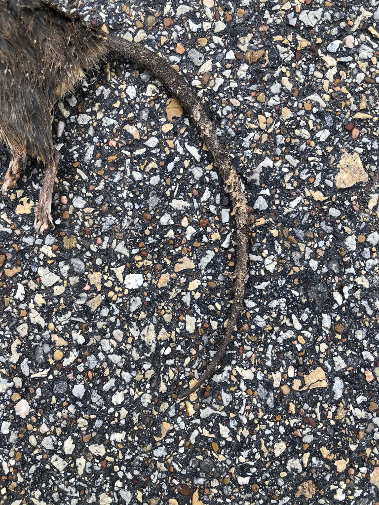 Old World Rats from US-281, Hamilton, TX, US on February 24, 2022 at 01 ...