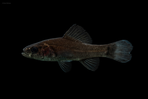 Shorthead Pirate Perch (Aphredoderus mesotrema) · iNaturalist