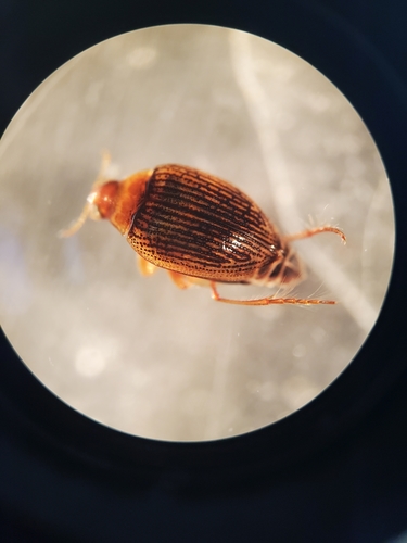 Subgenus Haliplus · iNaturalist