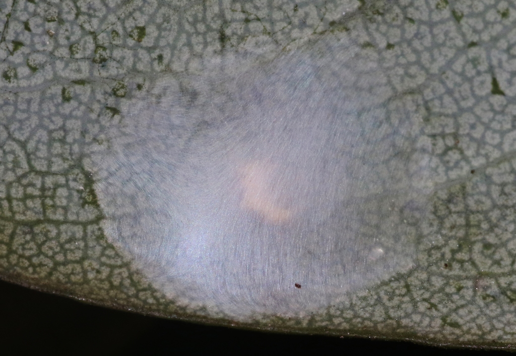 Insects from Santa Cruz, California, United States on February 17, 2022 ...