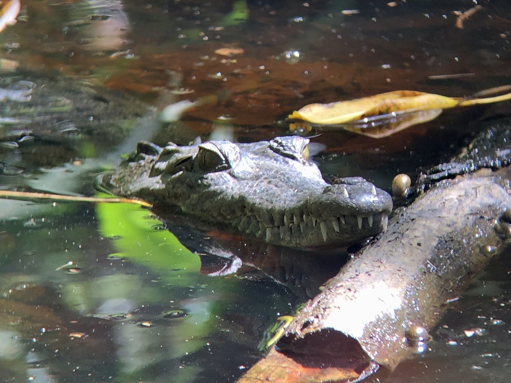 American Crocodile in February 2022 by Roland Rumm · iNaturalist