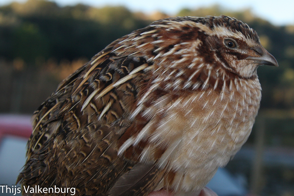 Common Quail from Estômbar, Portugal on December 28, 2007 at 09:47 AM ...