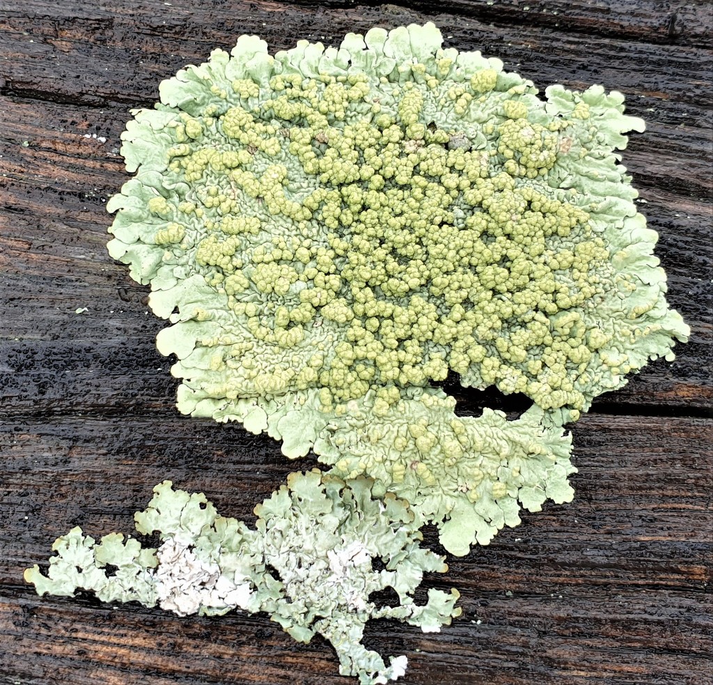 Common Lichens From Sydney Nsw Australia On February 25 2022 At 0914 Am By Kalimata Lots Of