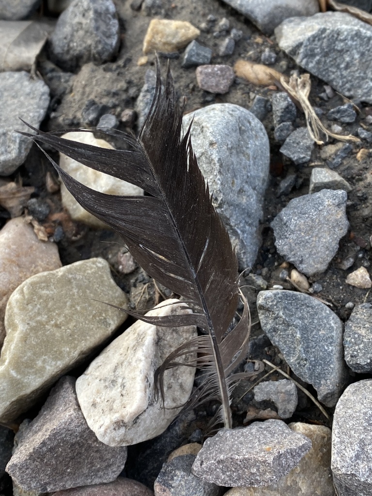 Birds from W 20 N, Orem, UT, US on February 24, 2022 at 05:08 PM by ...
