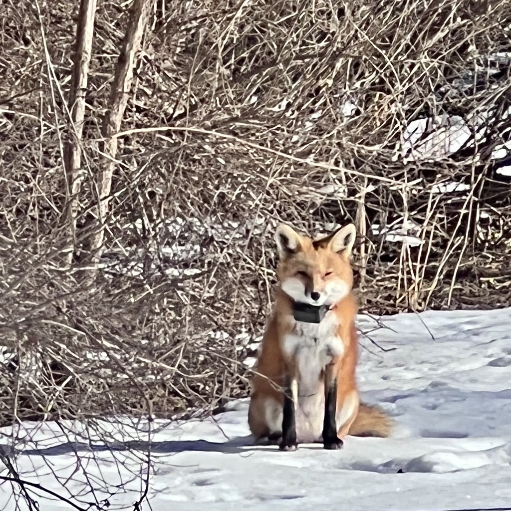 Red Fox from N Blackhawk Ave, Madison, WI, US on February 07, 2022 at ...