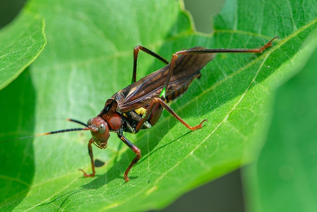 Scaphura nigra from Vila Santo Henrique, São Paulo - SP, Brasil on ...