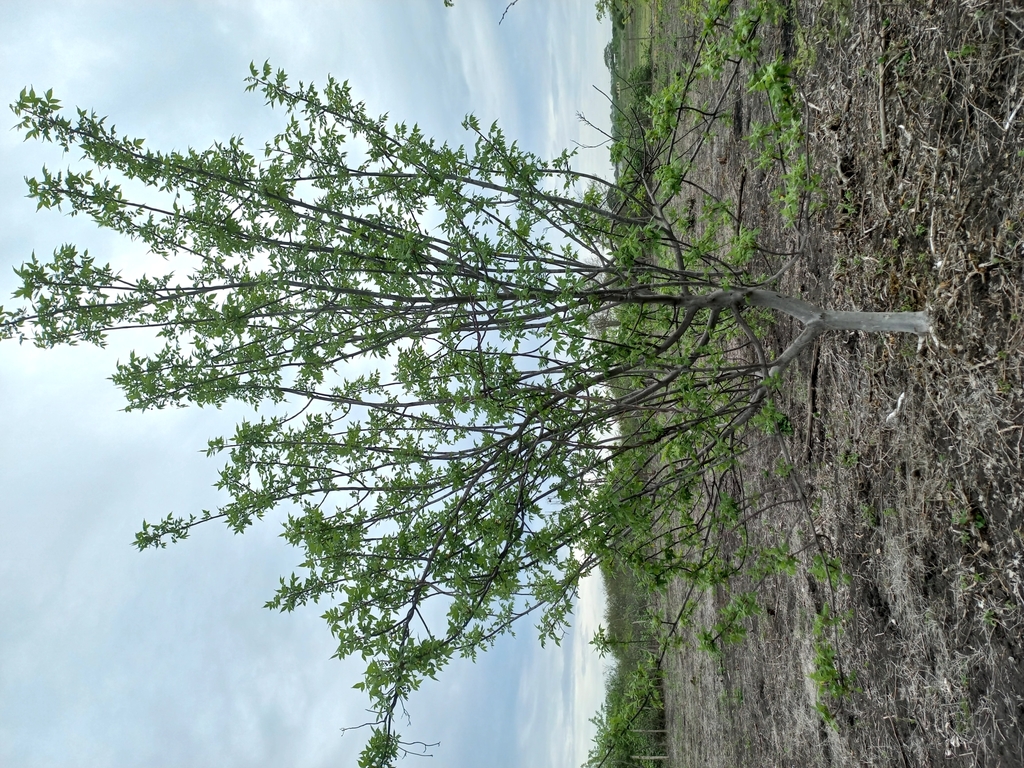 Incense tree from Morro, Ecuador on February 24, 2022 at 10:30 AM by ...