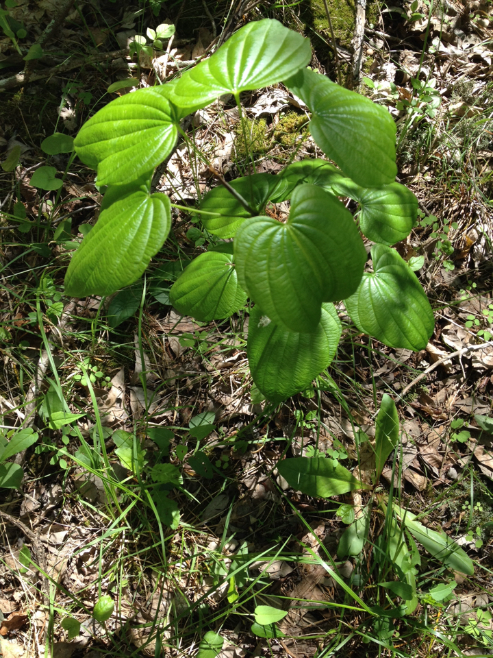 Four-leaved Yam (Dioscorea quaternata) - Botanical Realm