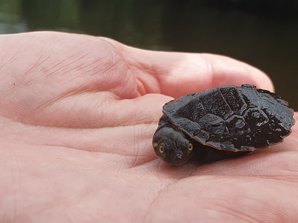 Krefft's River Turtle from 275 Youngs Crossing Rd, Joyner QLD 4500 ...