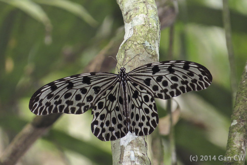 Subspecies Idea lynceus lynceus · iNaturalist