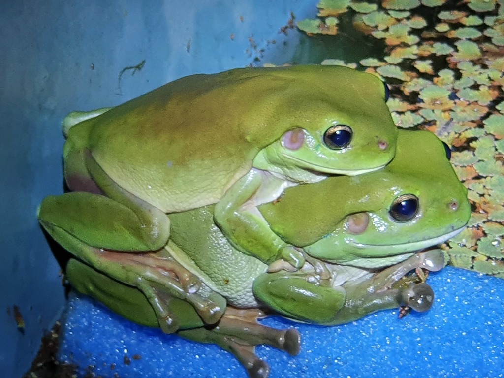 Australian Green Tree Frog from Chuwar QLD, Australia on December 01 ...
