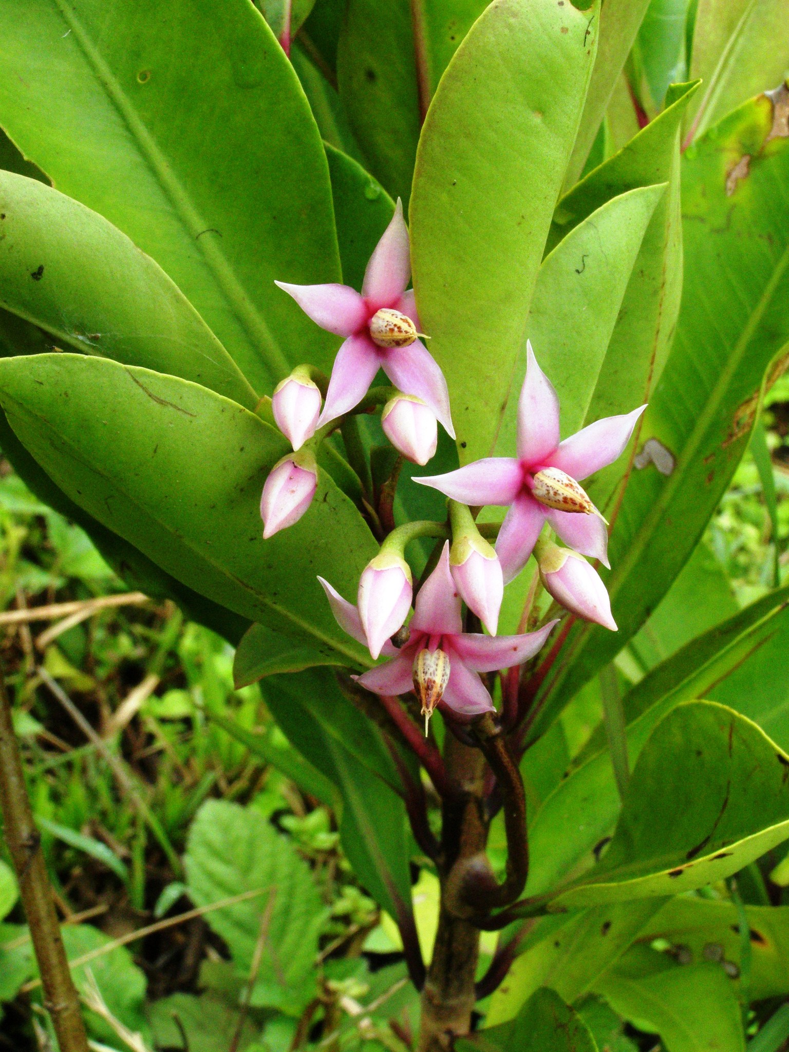 Ardisia humilis Vahl