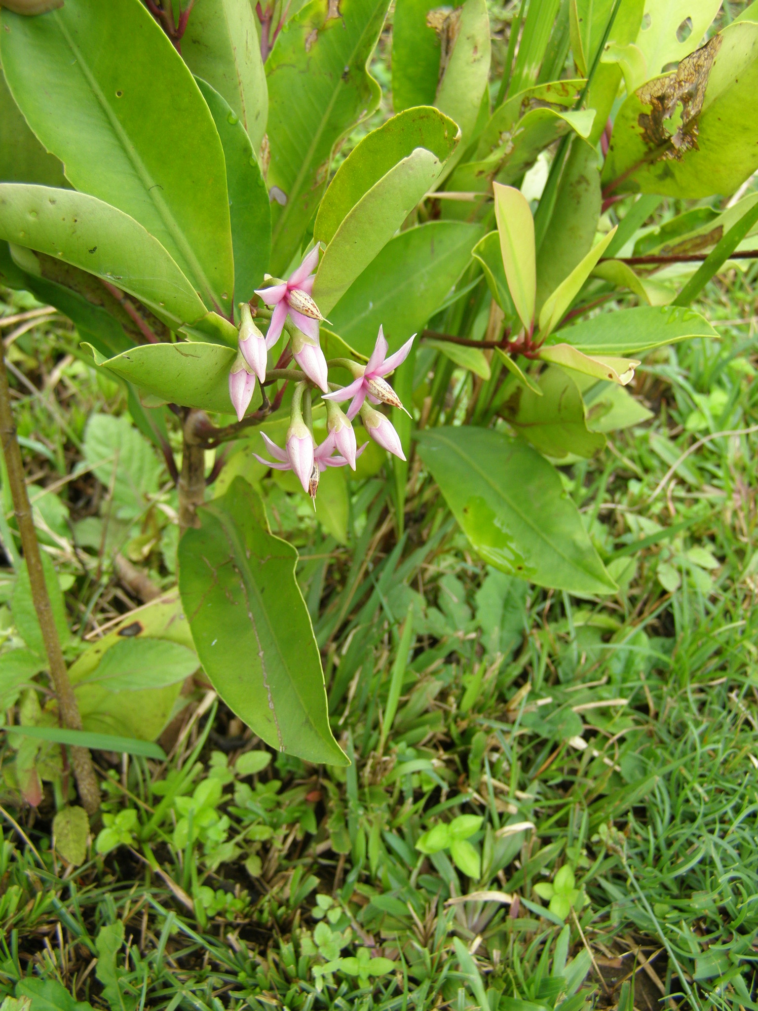 Ardisia humilis Vahl