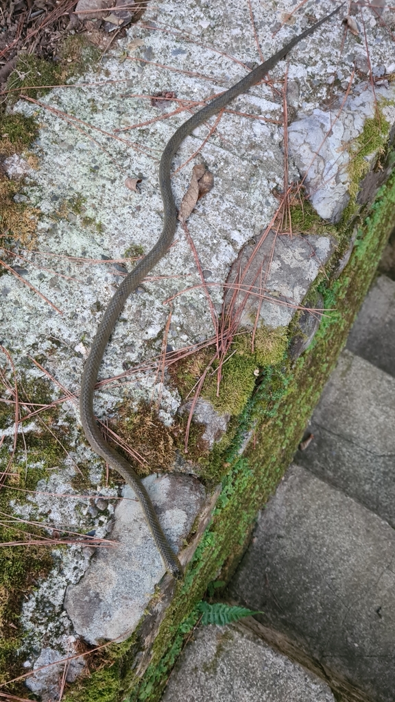 Banded Philippine Burrowing Snake from CJ83+F5Q, Baguio, Benguet ...