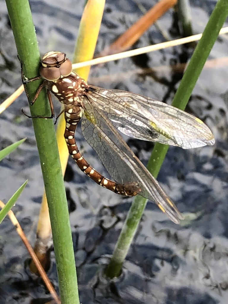 Wide-faced Darner from Cudgee VIC 3265, Australia on February 25, 2022 ...