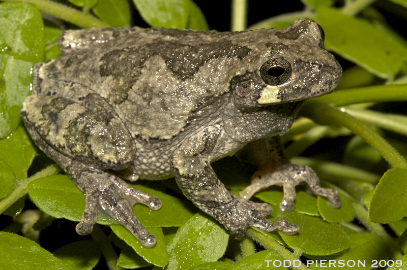 Gray Tree Frog (Reptiles and Amphibians of Natchez Trace Parkway ...