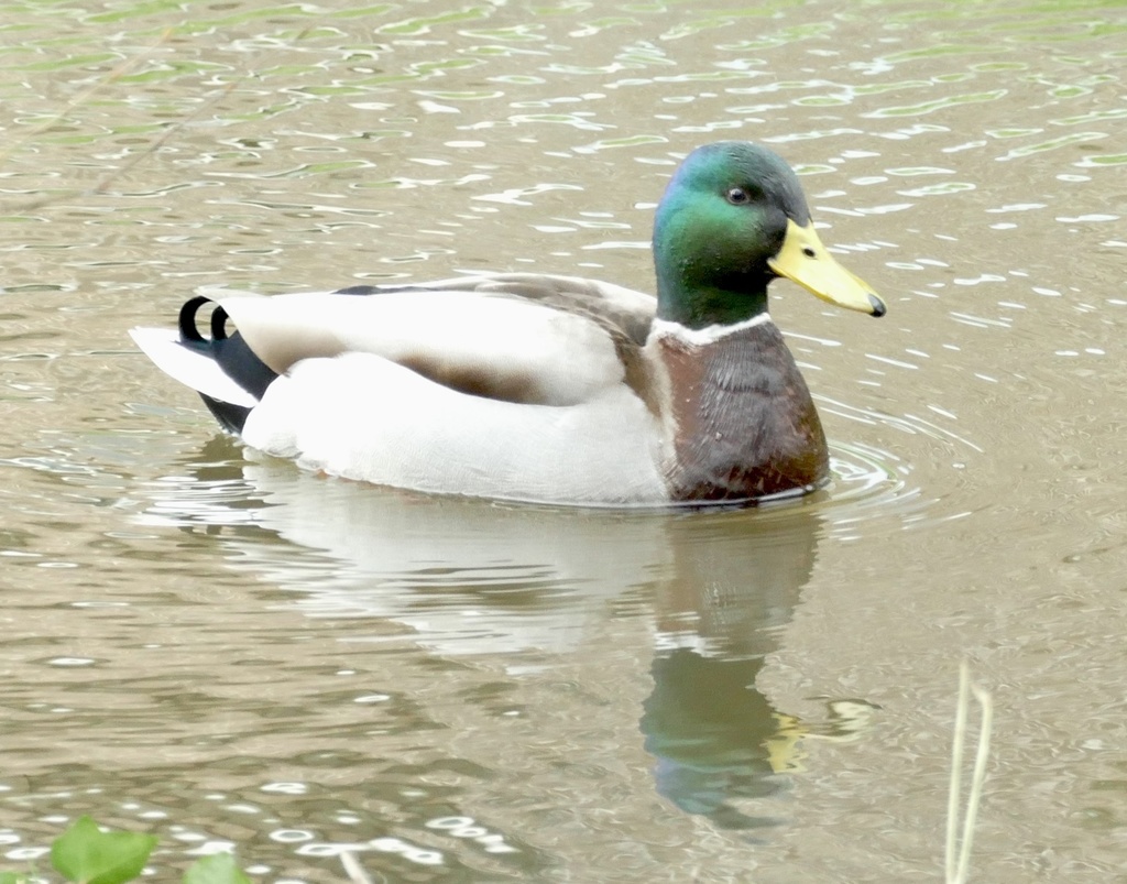 Mallard from Graafland, Groot-Ammers, South Holland, NL on February 25 ...