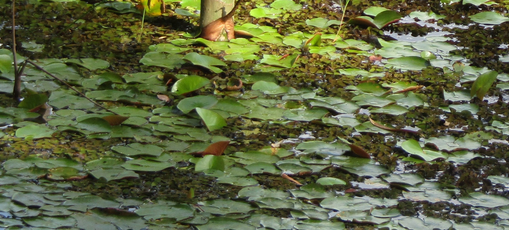 Nymphaea amazonum Mart. & Zucc.