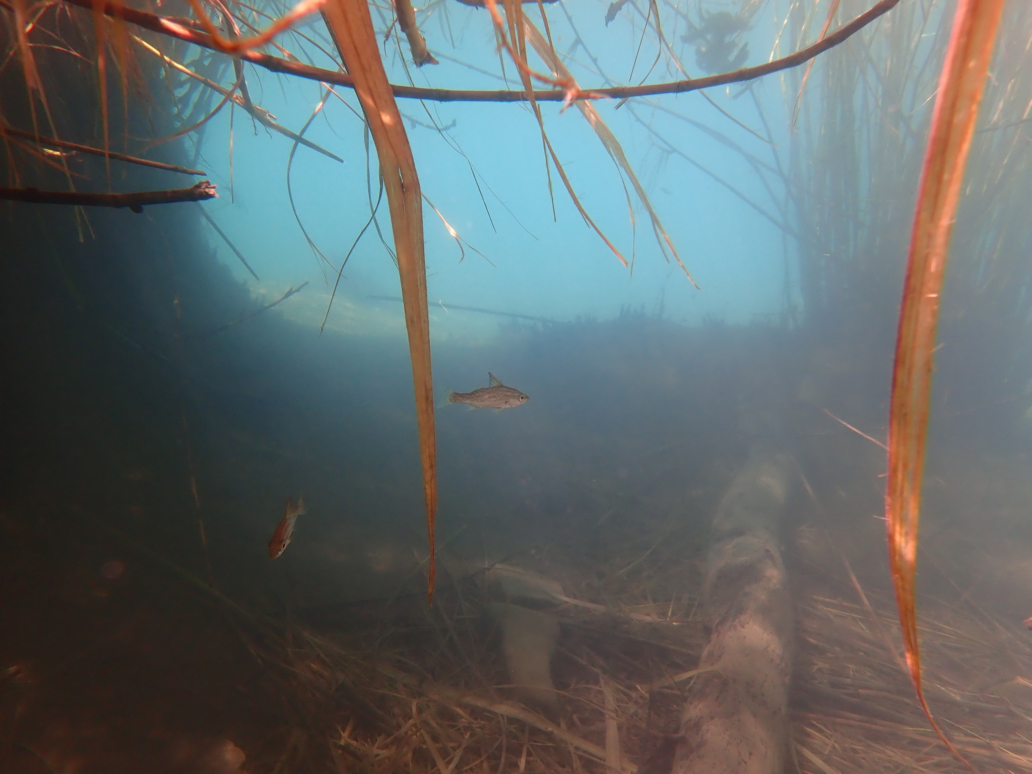 Lates microlepis Boulenger, 1898