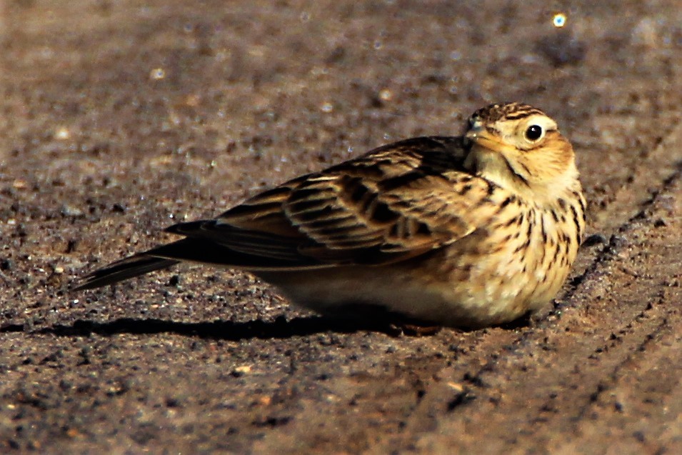 Singing Bushlark from Point Wilson VIC 3212, Australia on August 5 ...