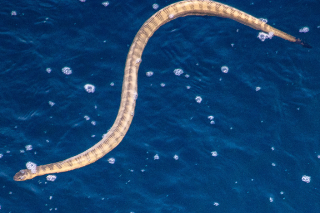 Persian Gulf Sea Snake from AG3 on February 25, 2022 at 01:19 PM by ...