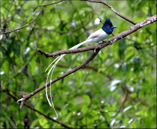 Blyth's Paradise-Flycatcher (Sumba) (Subspecies Terpsiphone floris ...