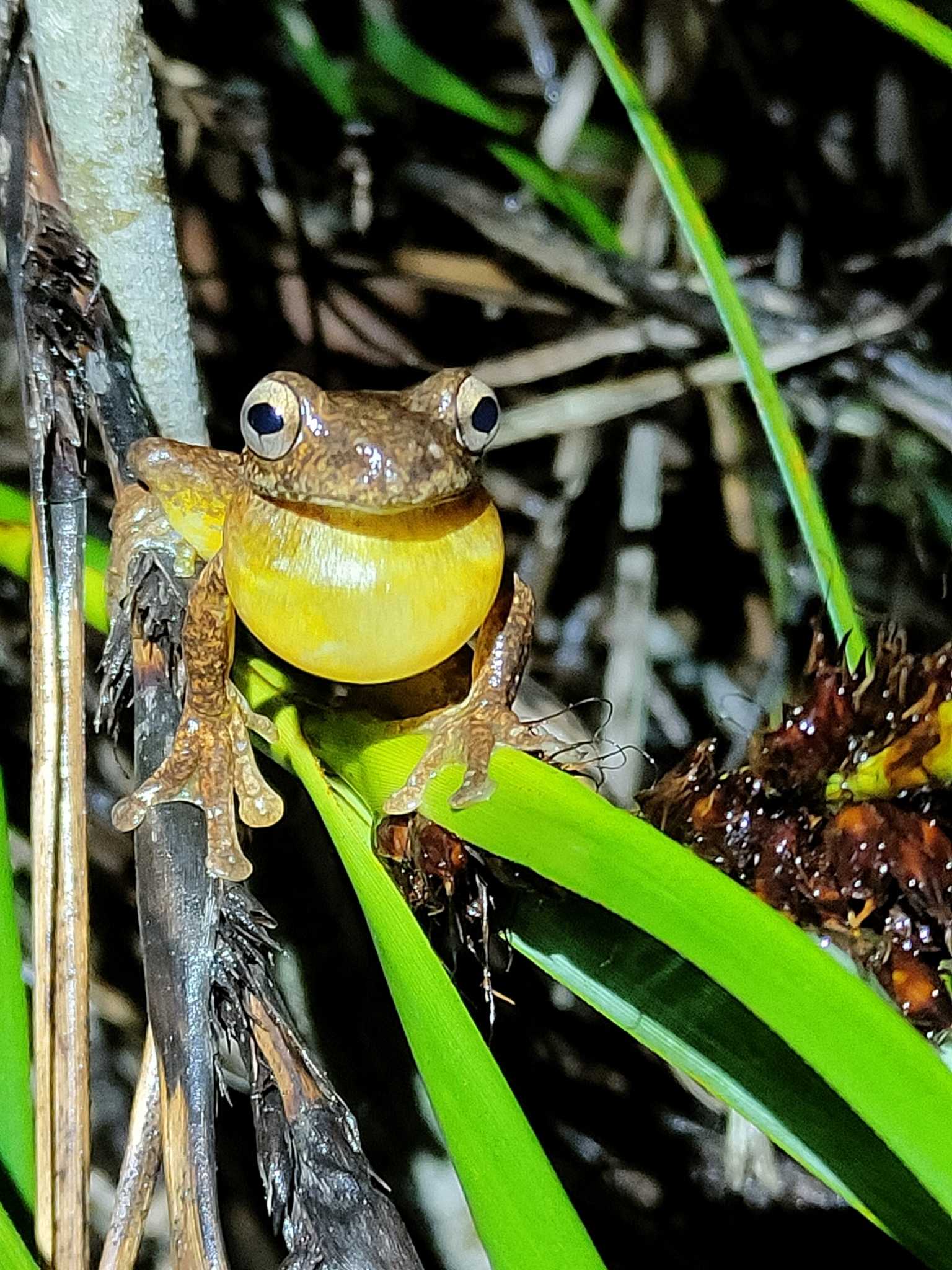 Litoria tyleri Martin, Watson, Gartside, Littlejohn & Loftus-Hills, 1979