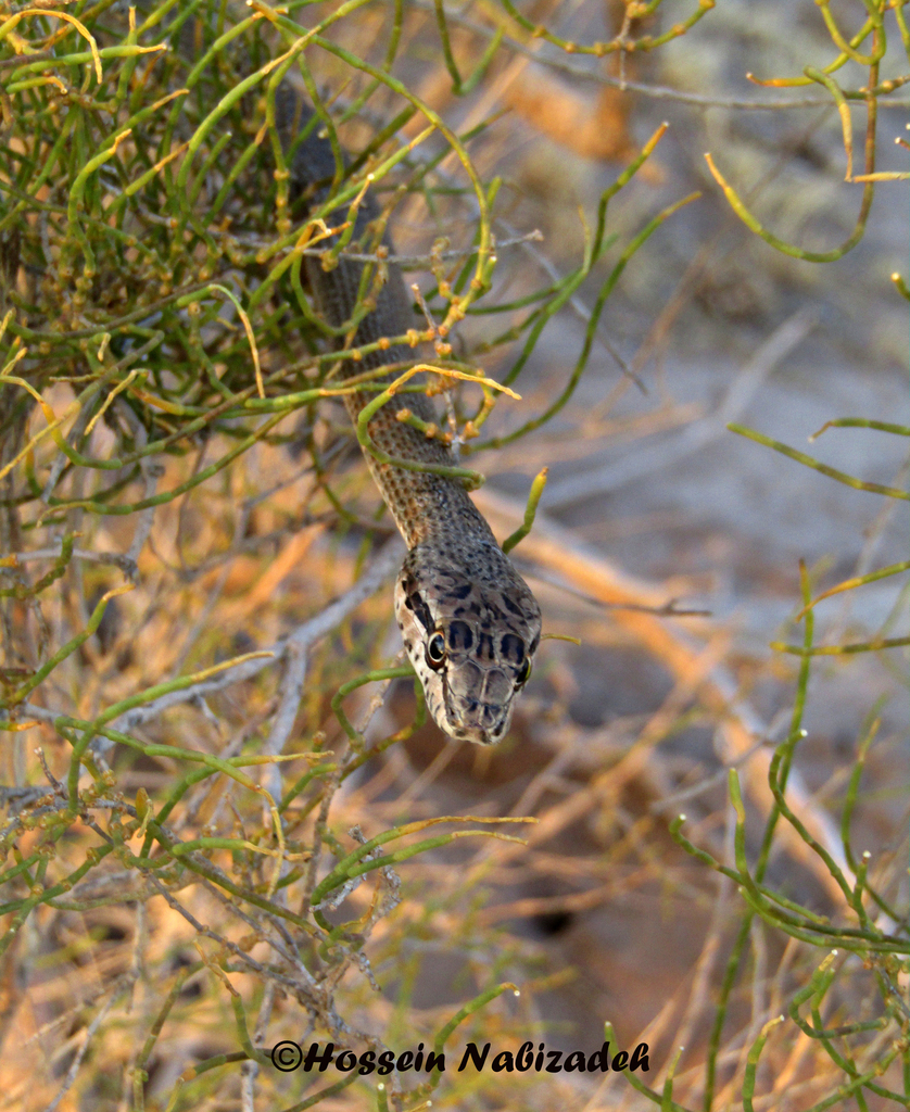 Forskal Sand Snake from Yazd Province, Iran on June 17, 2016 at 07:47 ...