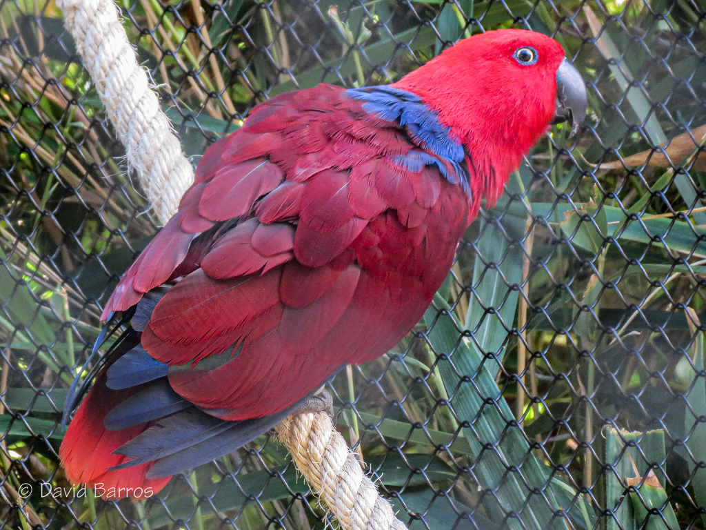 Solomon Islands Papuan Eclectus (Eclectus polychloros solomonensis ...