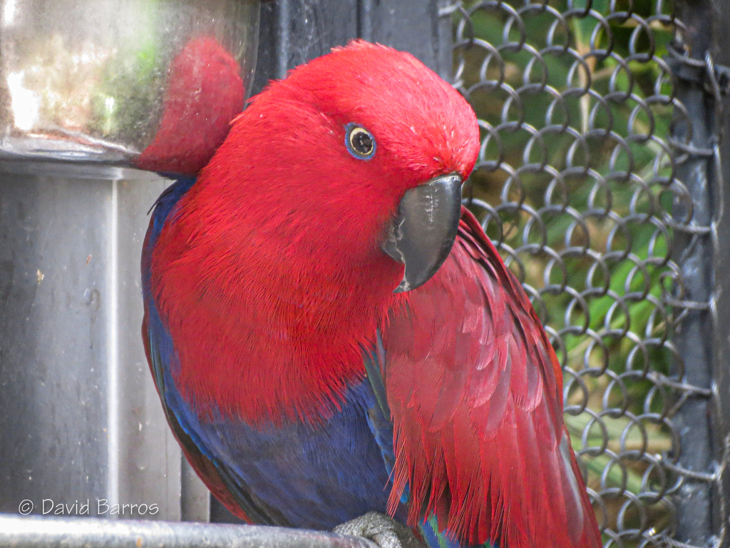 Solomon Islands Papuan Eclectus (Eclectus polychloros solomonensis ...