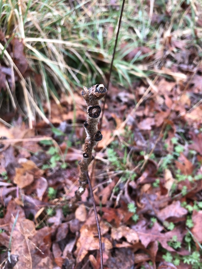 Michaux's sumac in February 2022 by stone12. Dwarf sumac GA Wildlife ...