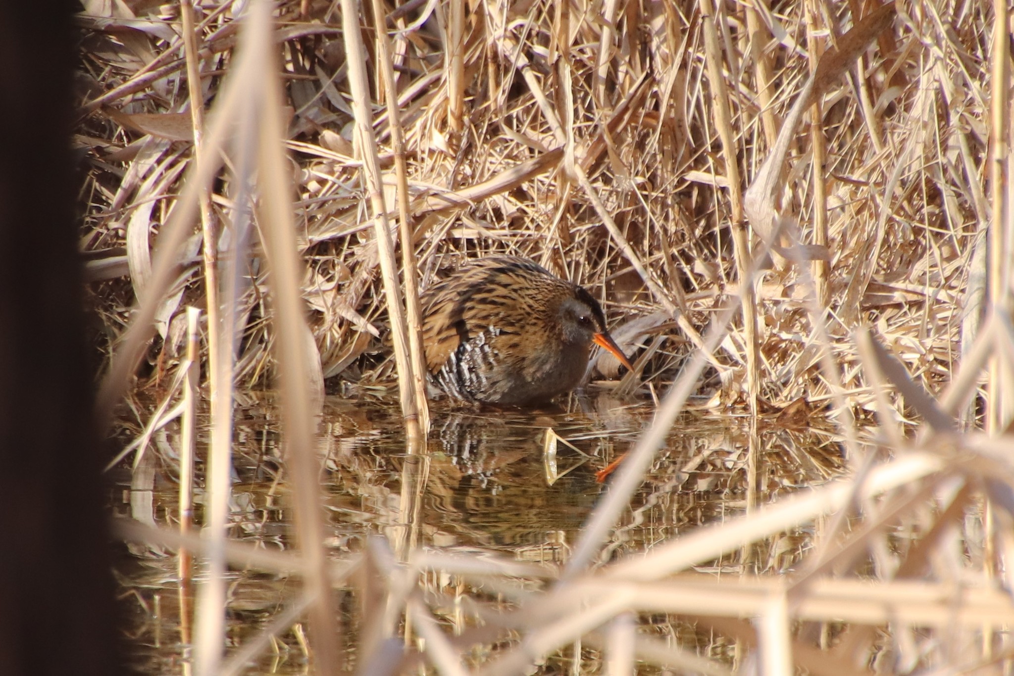 Rallus indicus Blyth, 1849