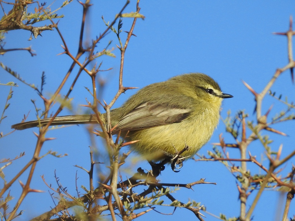 Greater Wagtail-Tyrant from La Maruja, La Pampa, Argentina on June 13 ...