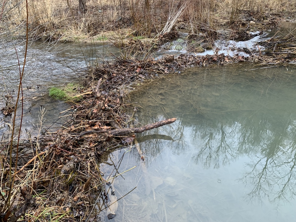 American Beaver from Mill Gap Rd, Blue Grass, VA, US on February 23 ...