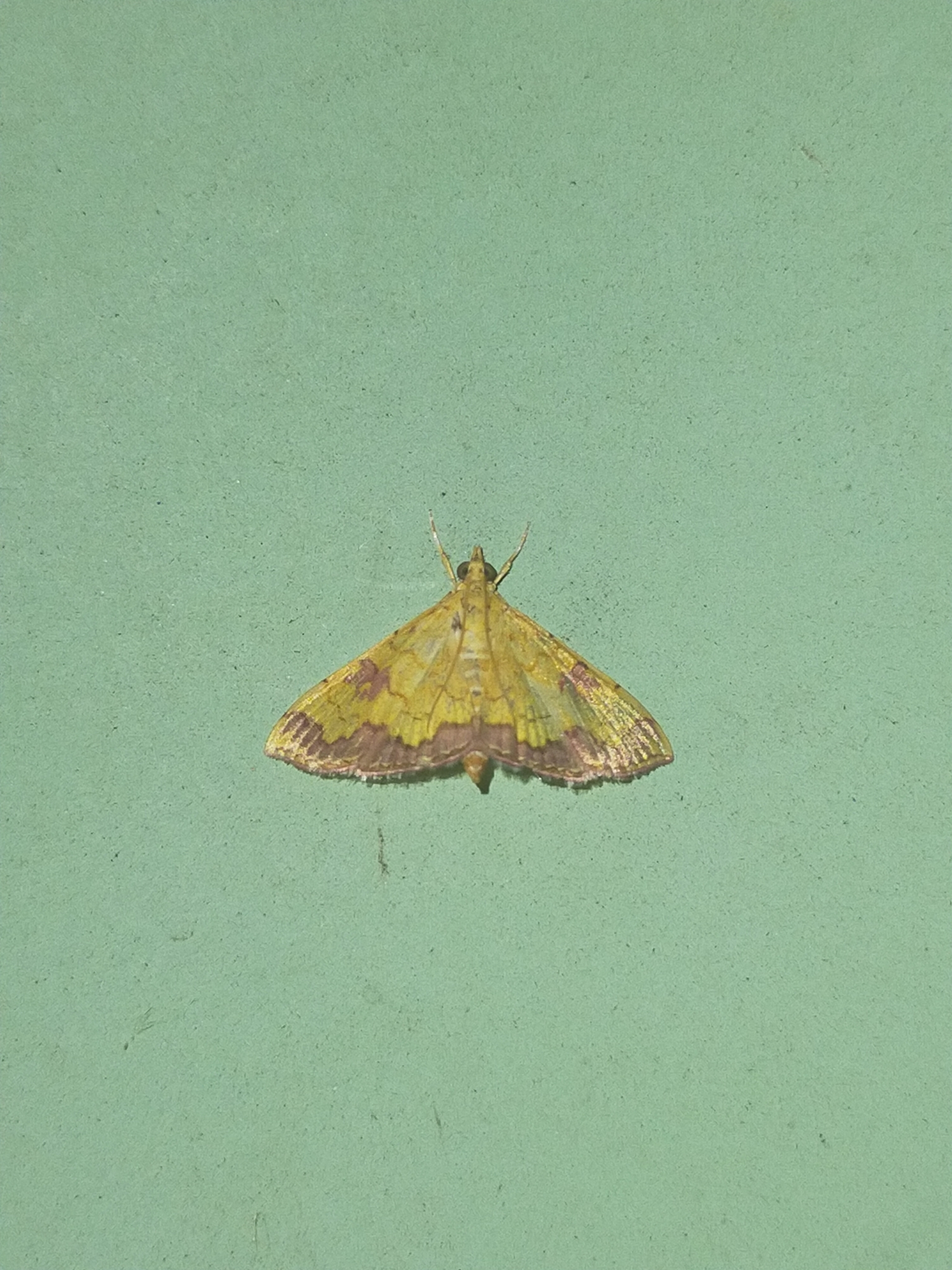 Isocentris filalis Guenée, 1854