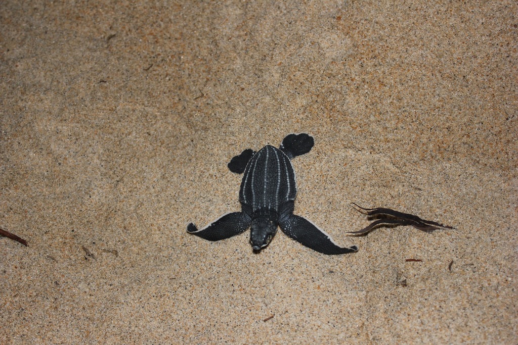 Leatherback Sea Turtle in June 2014 by Scott Wieman · iNaturalist