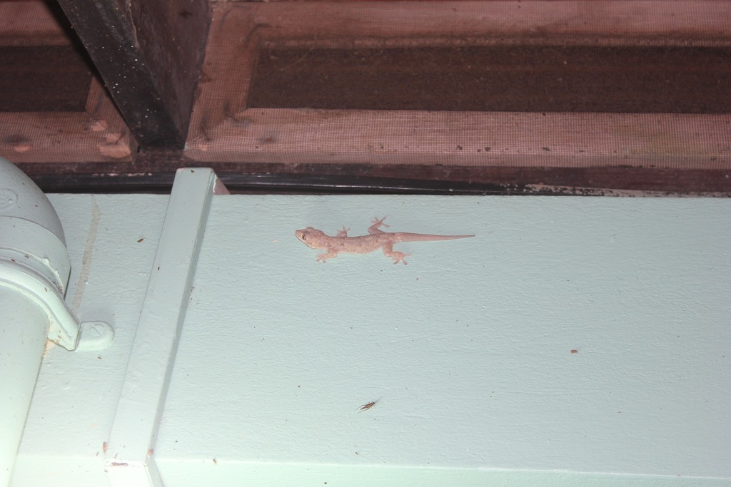 Tropical House Gecko from Tunapuna/Piarco Regional Corporation ...